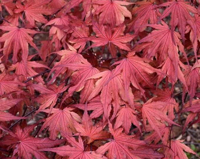 Purple Ghost Japanese Maple, 1 to 2 Feet Tall Acer Palmatum, Striking ...