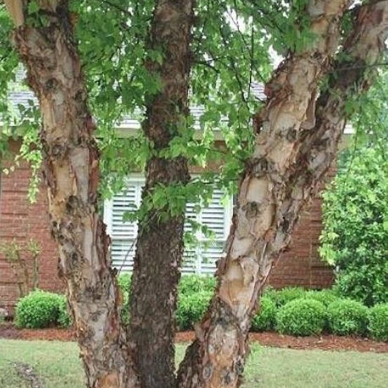 River Birch - Etsy