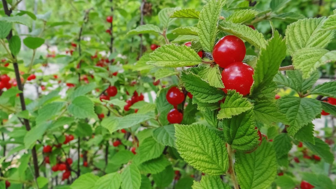 Nanking Cherry Bush 16-24+" GORGEOUS Blooms, Perfect for Edible ...