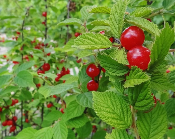 Bush Cherry 2 Pack, Prunus Beseyi, Hansen's Bush Pie Cherry Tree ...