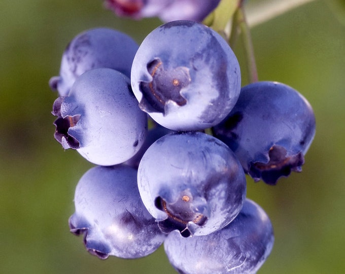 Sunshine Blue Blueberry, 1 Ft Tall Now Starter Plants, Perfect ...