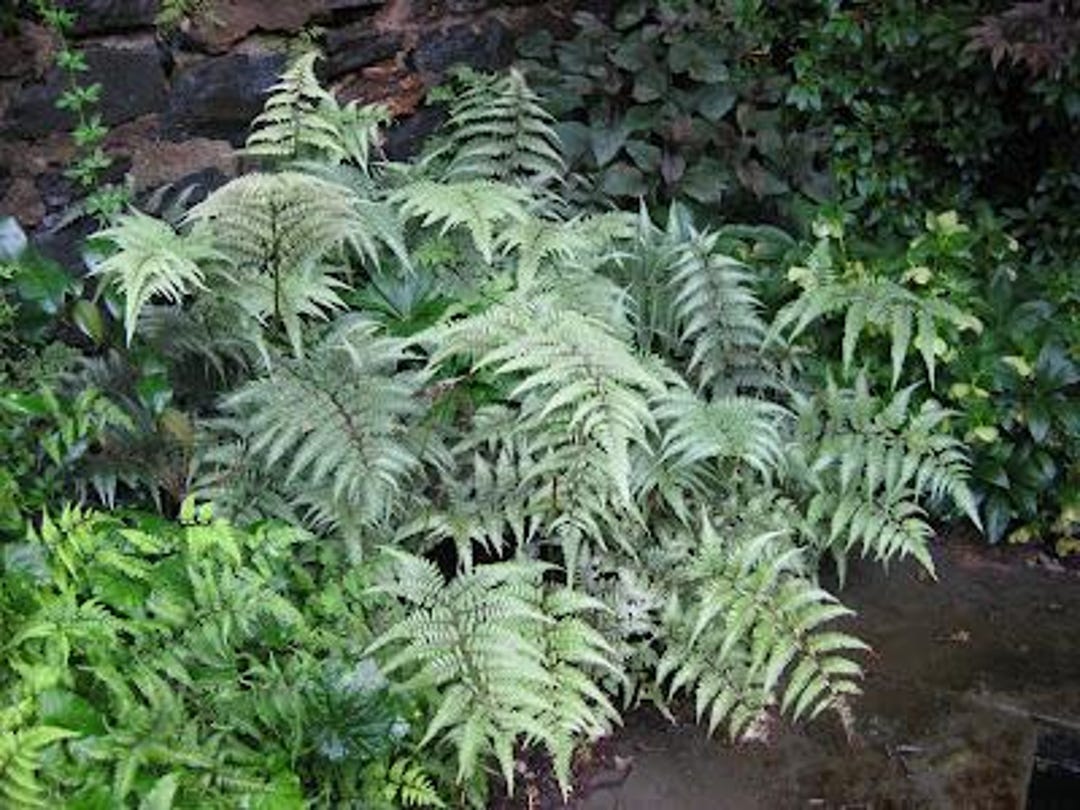 Ghost Painted Fern, Live Plant, Uniquely Colored Japanese Painted Fern ...