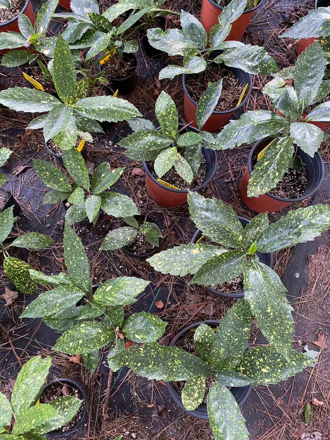 Spotted Japanese Laurel Aucuba Japonica shade Plant several Years Old ...