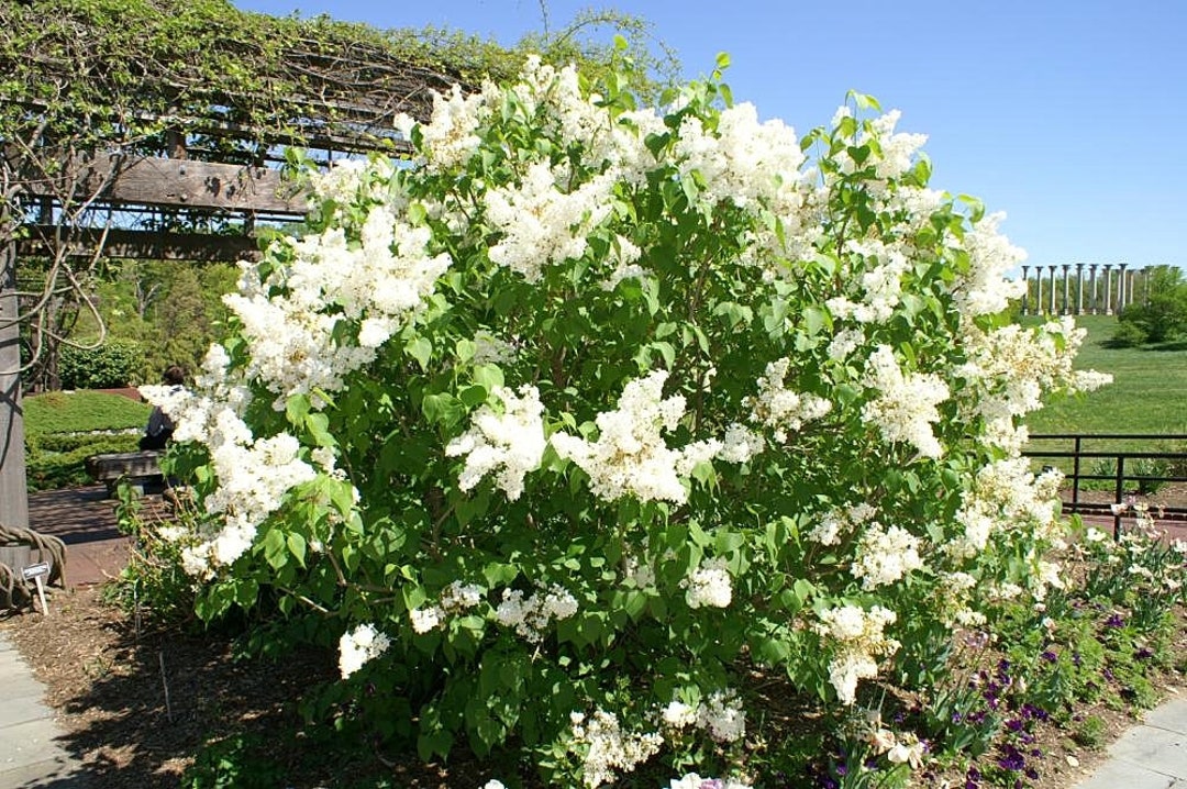 Betsy Ross Lilac, 1-2 Feet Tall Now, Stunning White Lilac, Harder to ...