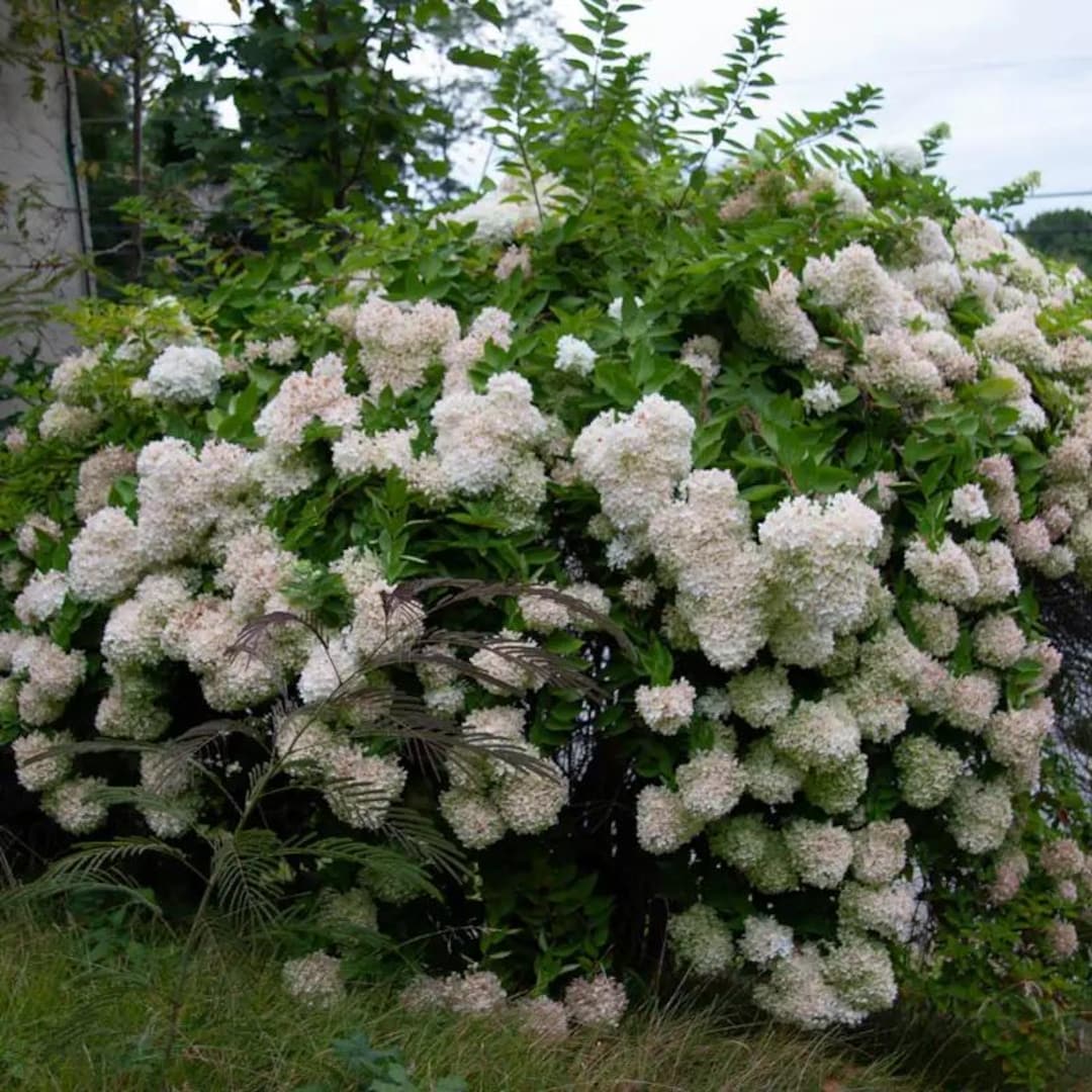 Pee Gee Hydrangea, 1 Gallon Size, Hydrangea Paniculata Grandiflora ...