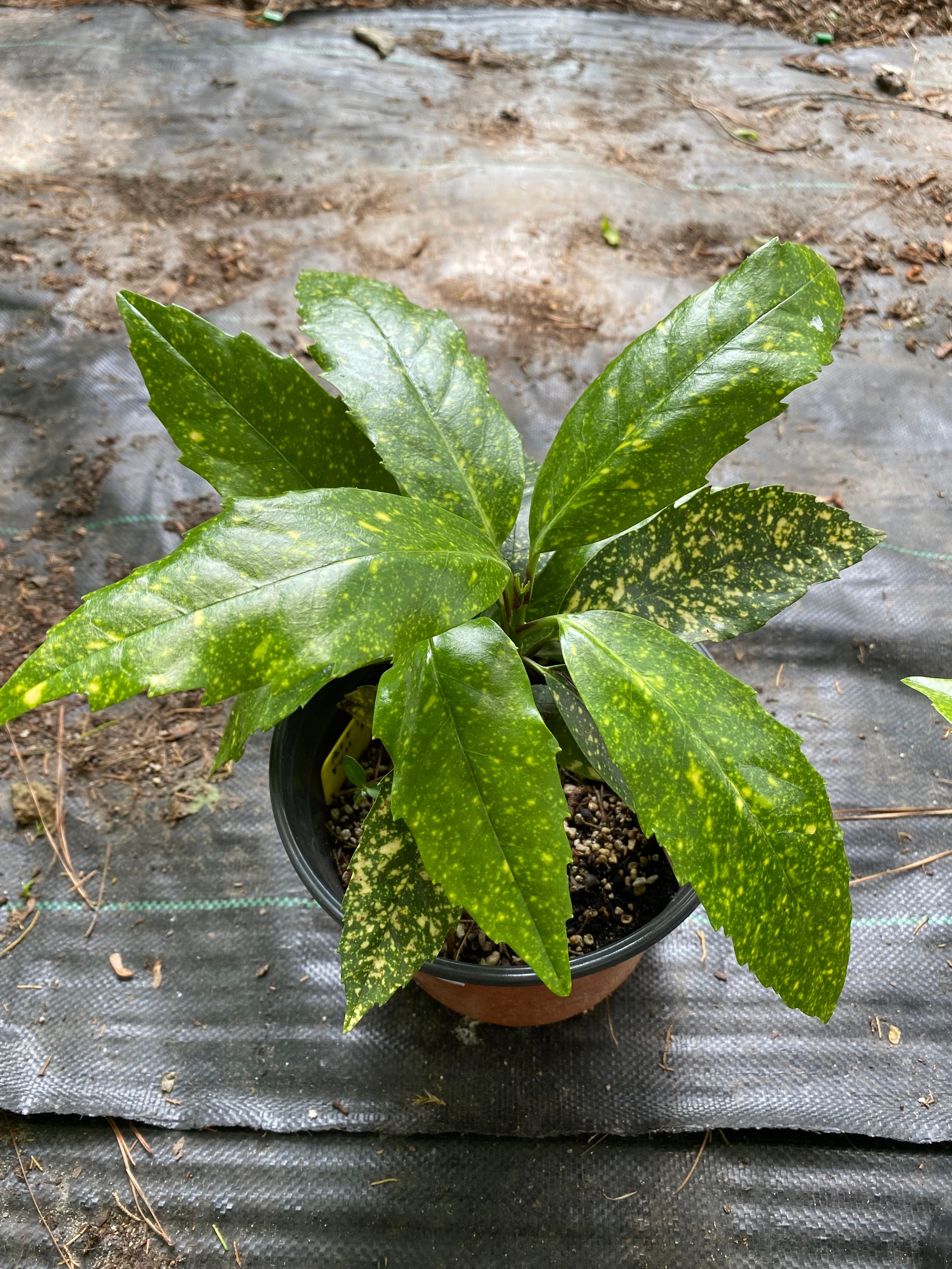 Spotted Japanese Laurel Aucuba Japonica shade Plant several Years Old ...