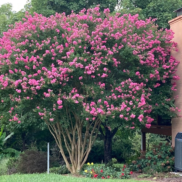 Dwarf Crape Myrtle - Etsy