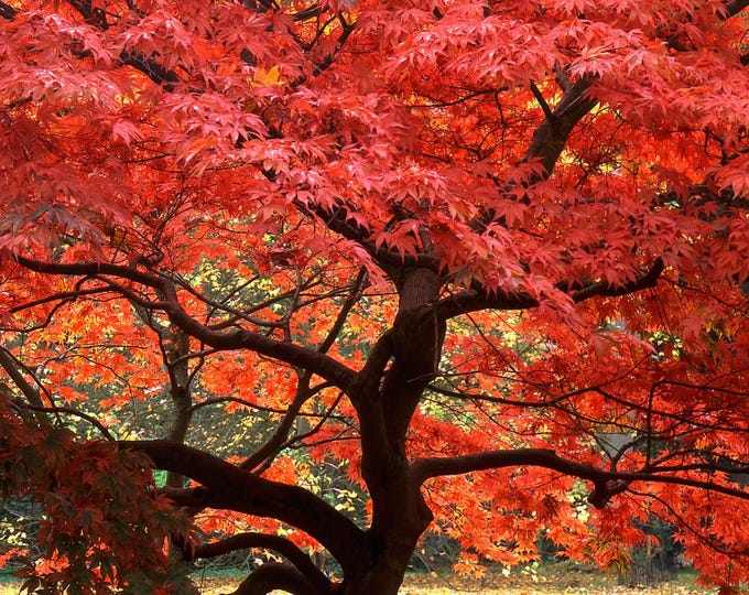 Red Japanese Maple Tree, Acer Palmatum, 1 to 2 Feet Tall Now, Fully ...