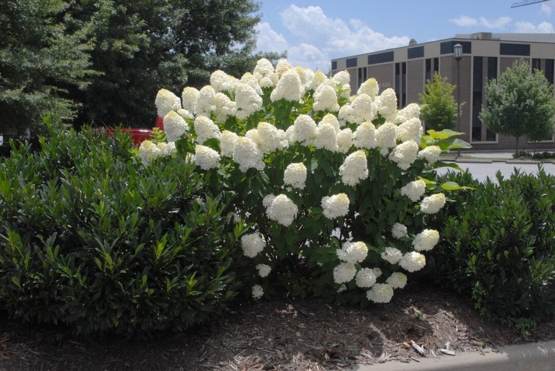 Limelight Hydrangea, 1 Gallon Size, STUNNING Color Changing Blooms, Low ...