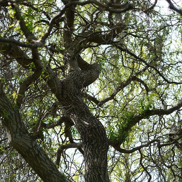Corkscrew Willow - Etsy