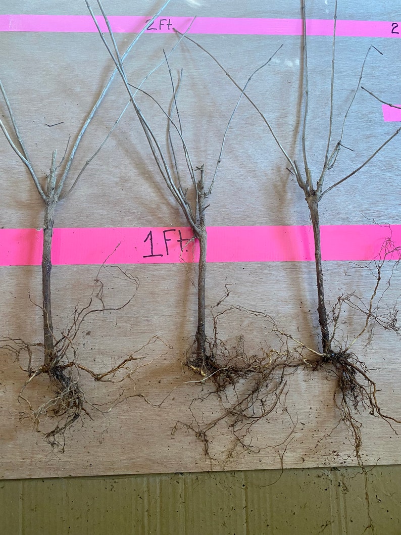 Vanicek Weigela, 2-3 Feet Tall Now, Weigela Florida 'vanicekii ...