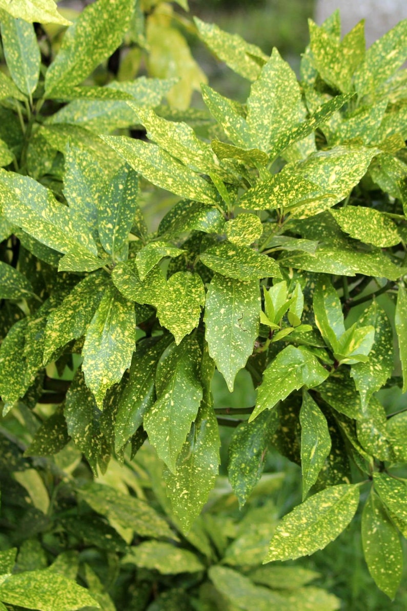 Spotted Japanese Laurel Aucuba Japonica shade Plant several Years Old ...