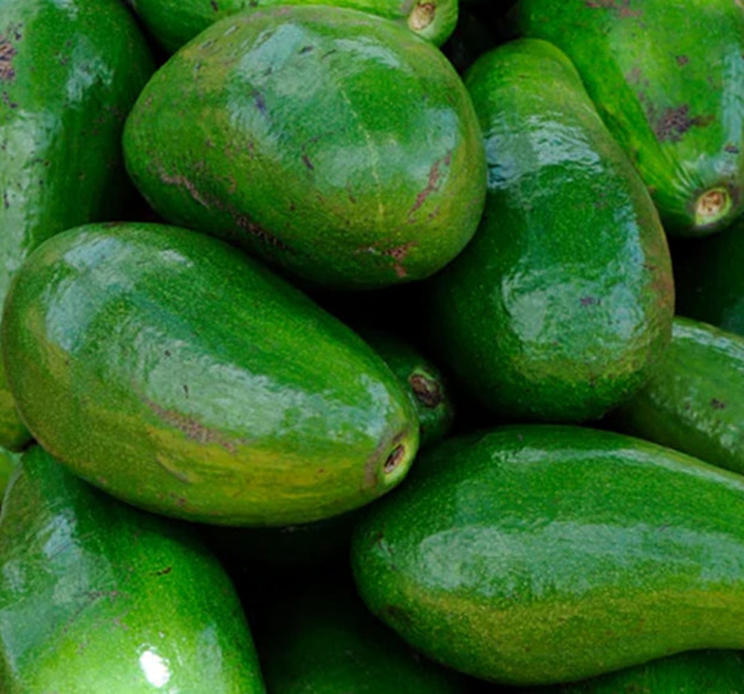 Organic Avocado Box| Avocado Gift Box| Florida Avocado Assortment ...