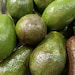Organic Avocado Box| Avocado Gift Box| Florida Avocado Assortment ...
