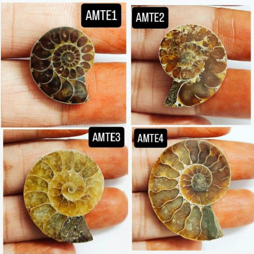 Ammonite Gemstone, Natural Ammonite ,rough Back Side, Loose Gemstone ...