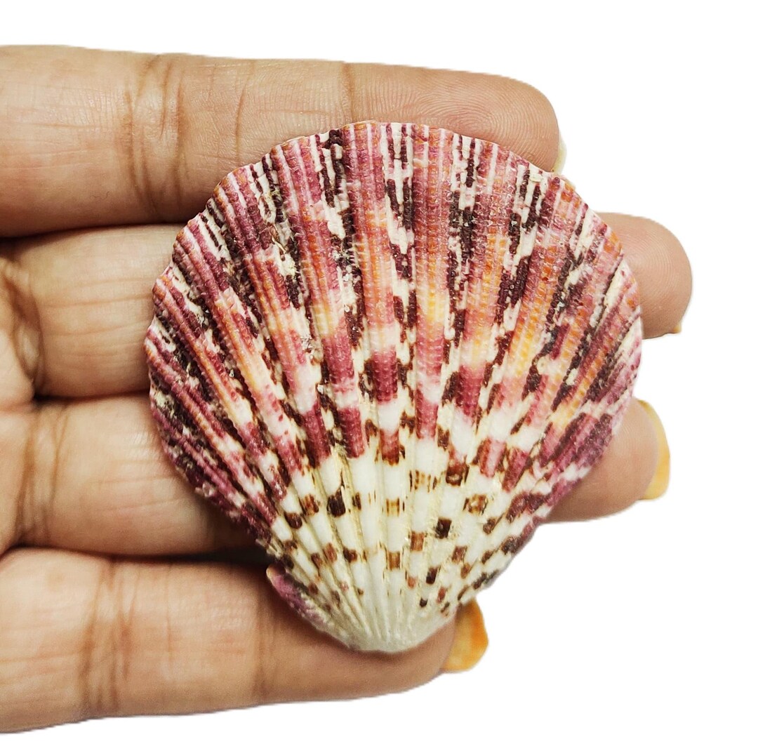 Shell, Natural Shell, Curve Back Side, Shell for Jewellery Making, Size ...