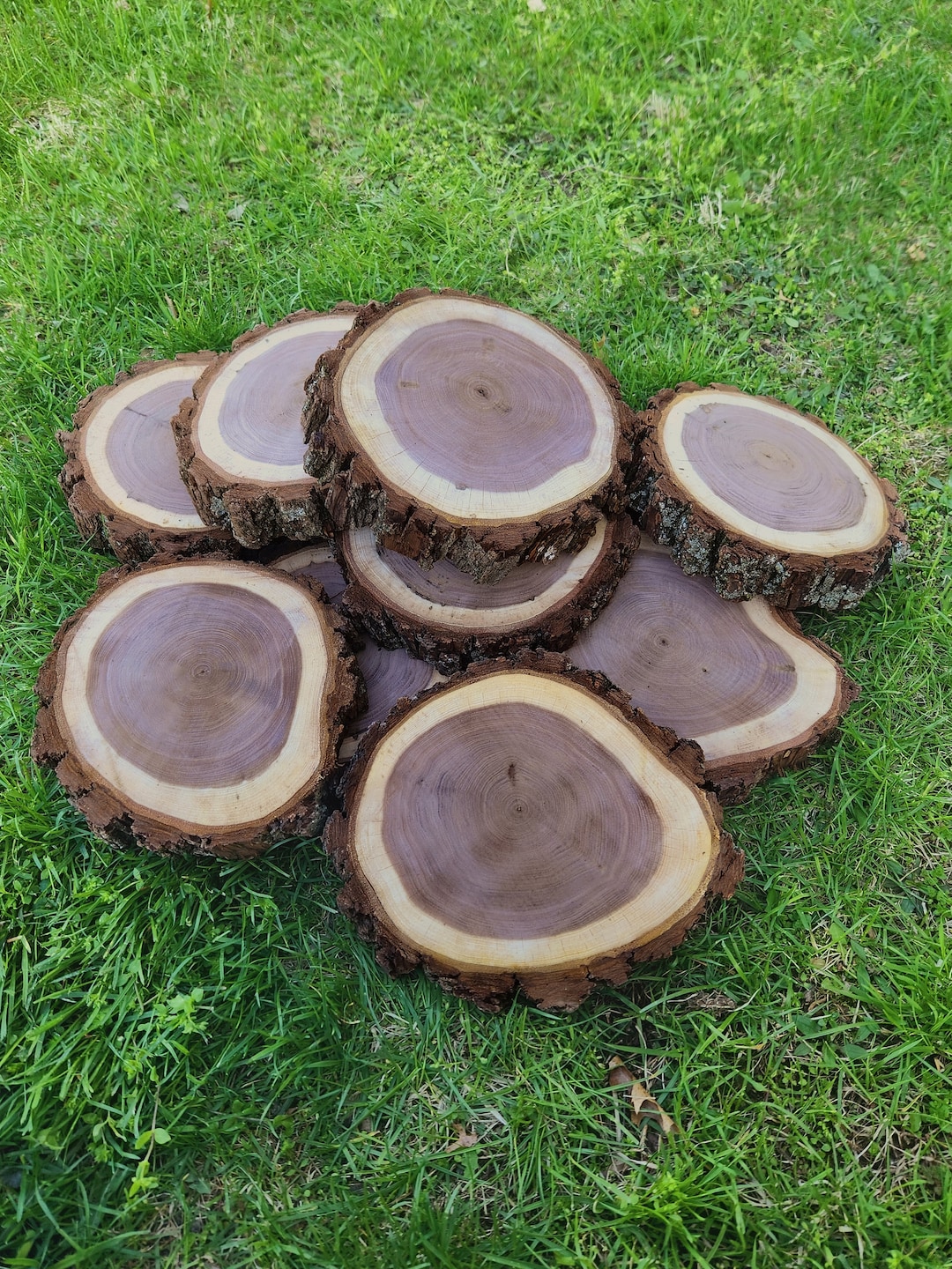 Pack of 10 American Black Walnut Slices, Live Edge, Planed, Smooth ...