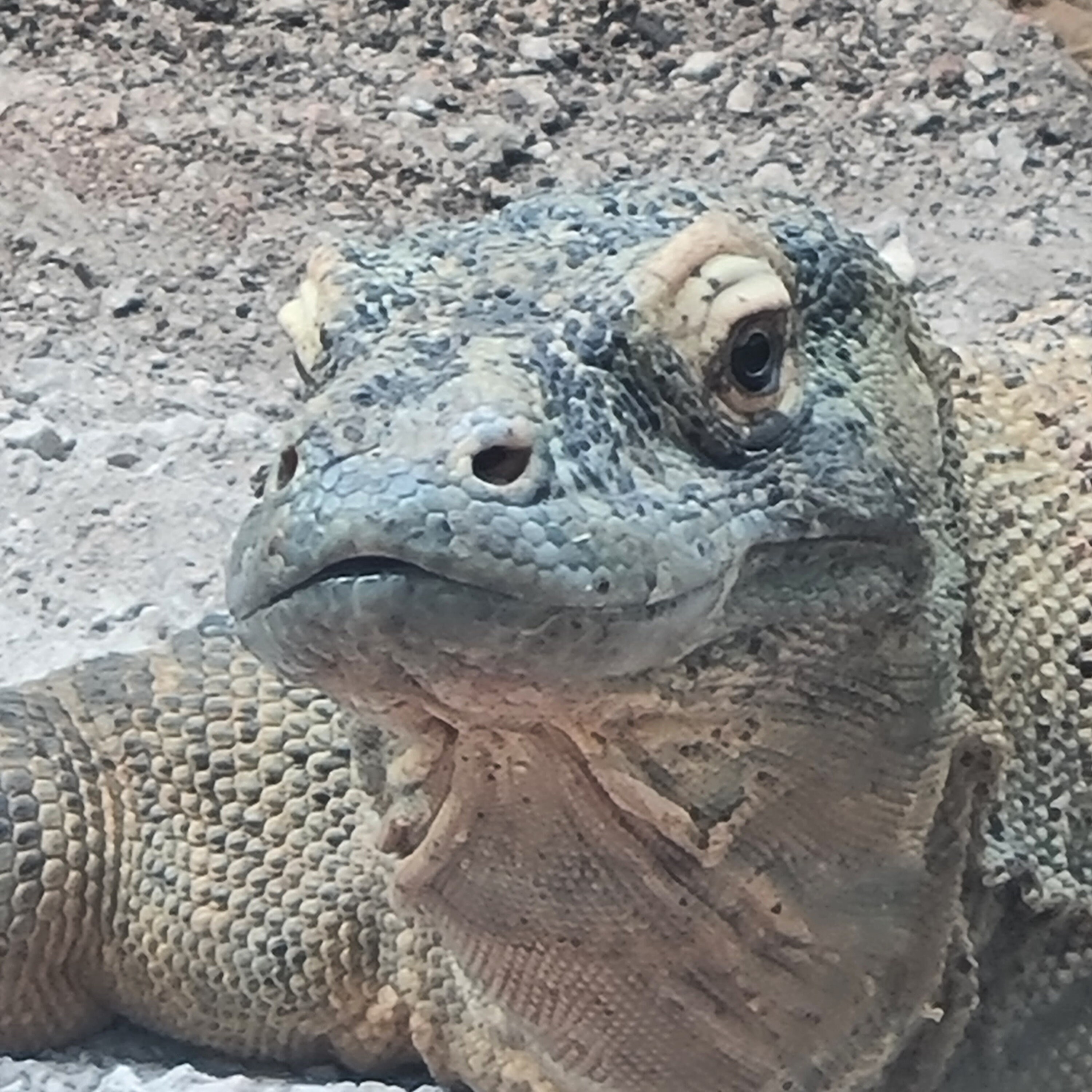 Posing Komodo Dragon - Etsy