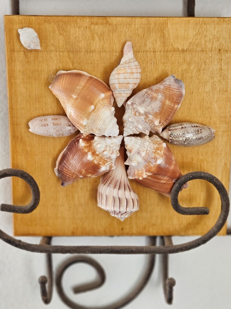 Shell Decor - Etsy