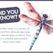 Dragonfly Fun Facts Lunchbox Notes: Kids Learning Cards (PDF) - Etsy