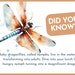 Dragonfly Fun Facts Lunchbox Notes: Kids Learning Cards (PDF) - Etsy