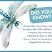 Dragonfly Fun Facts Lunchbox Notes: Kids Learning Cards (PDF) - Etsy