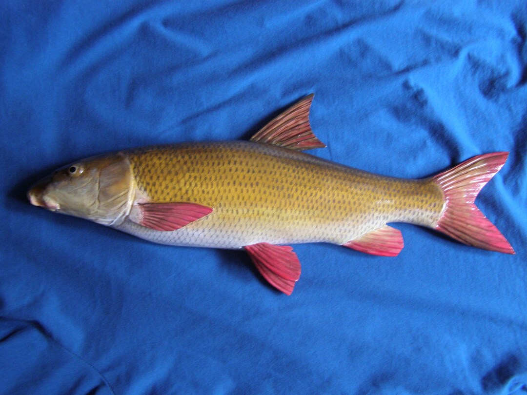 Barbel, Barbus Barbus, Common Barbel, 16-20 Inches 3D Wooden Fish, Both ...