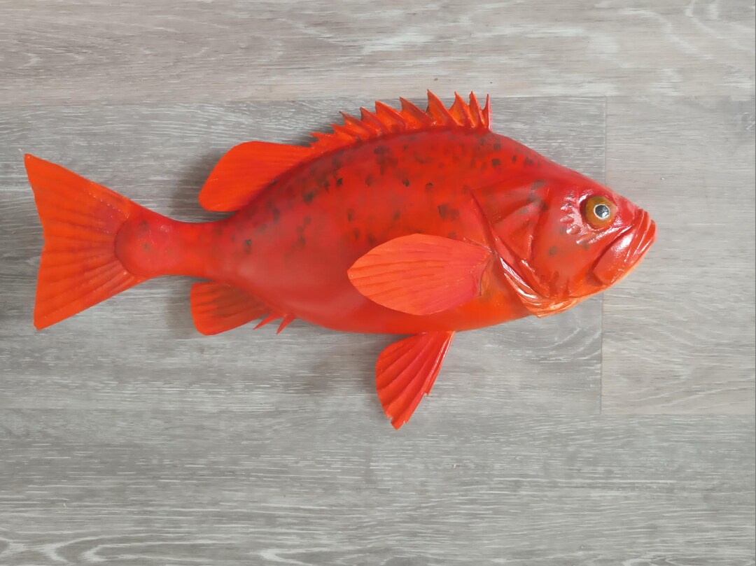 Rougheye Rockfish, Sebastes Aleutianus, Blacktip Rockfish, Rock Cod, 11 ...