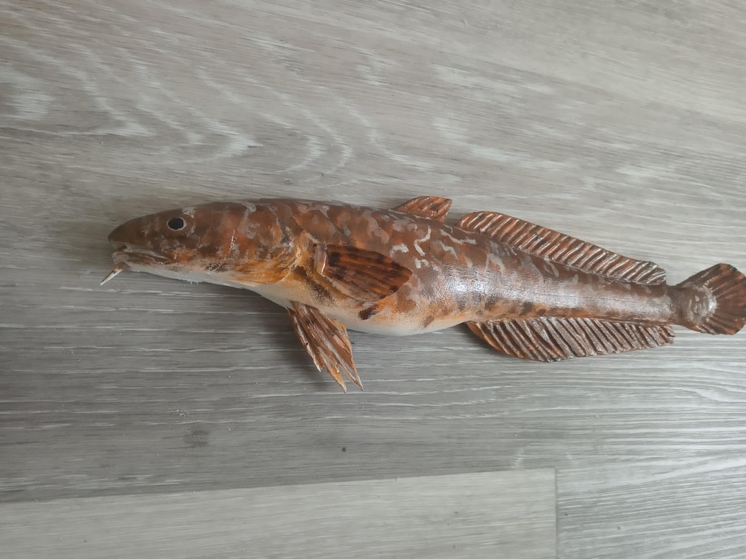 Burbot, Lota Lota, Freshwater Cod, 5-10 Inches 3D Wooden Fish,both ...
