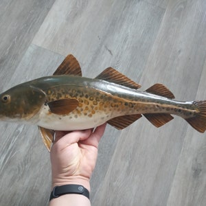 Atlantic Cod, Gadus Morhua, Cod, 16-20 Inches 3D Wooden Fish, Both ...