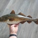Rougheye Rockfish, Sebastes Aleutianus, Blacktip Rockfish, Rock Cod, 11 ...