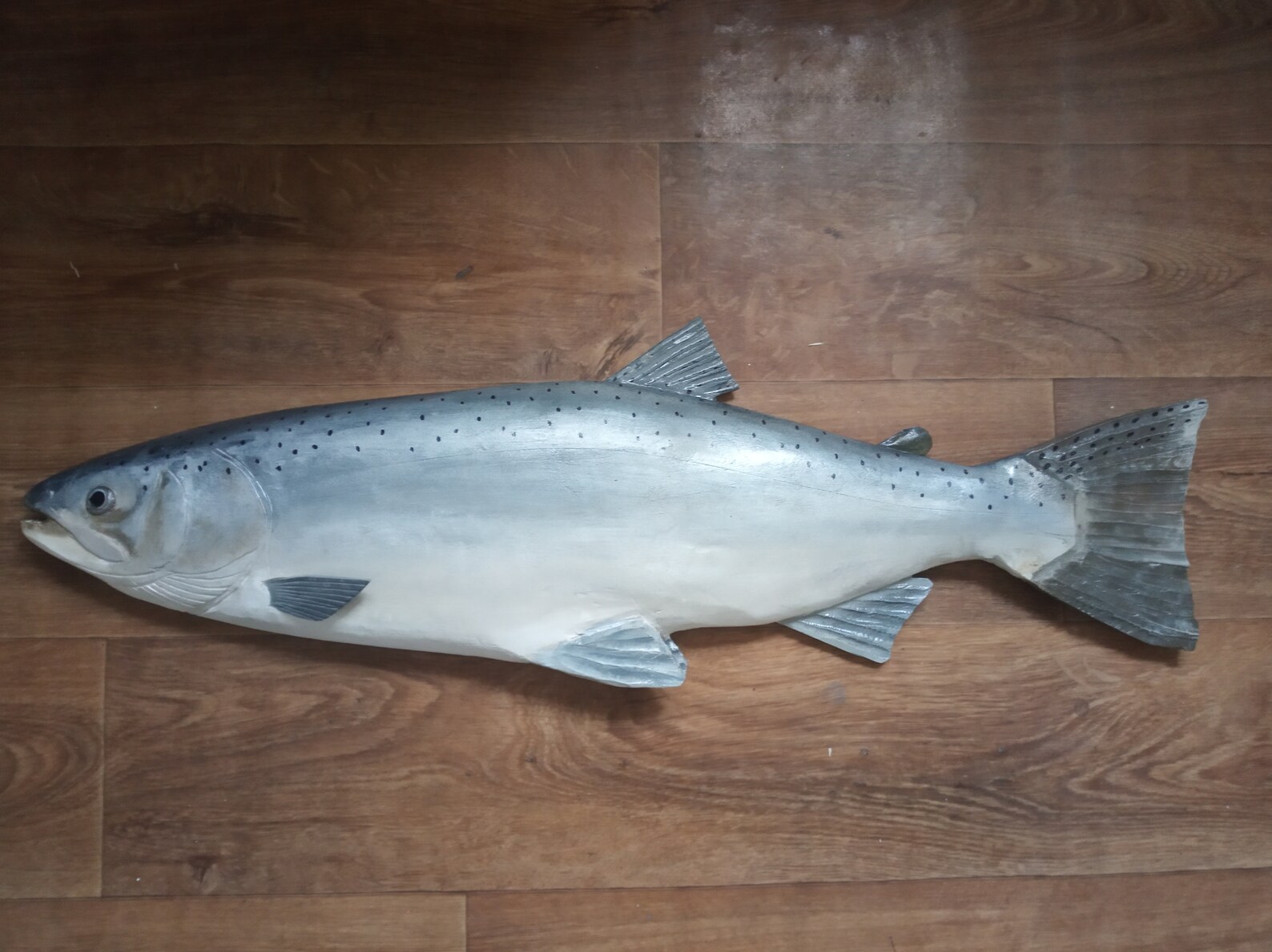 Silver Male Coho Salmon,oncorhynchus Kisutch,silver Salmon, 31-35 ...