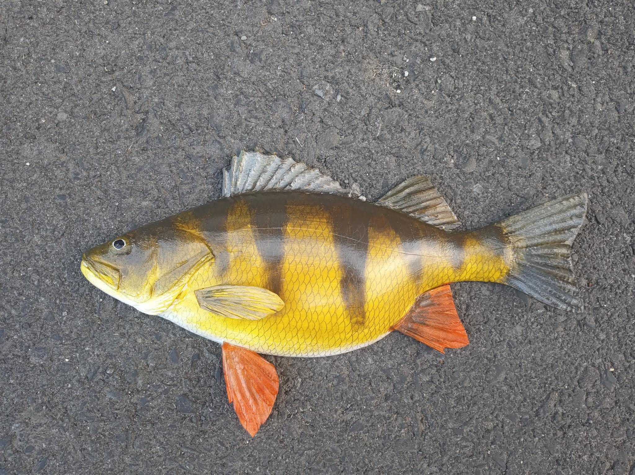 Yellow Perch, Perca Flavescens, American Perch, 11-15 Inches 3D Wall ...