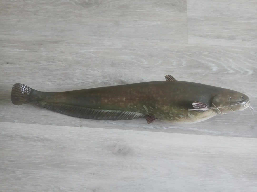 European Catfish, Silurus Glanis, Wels Catfish, Silure, 16-20 Inches 3D ...