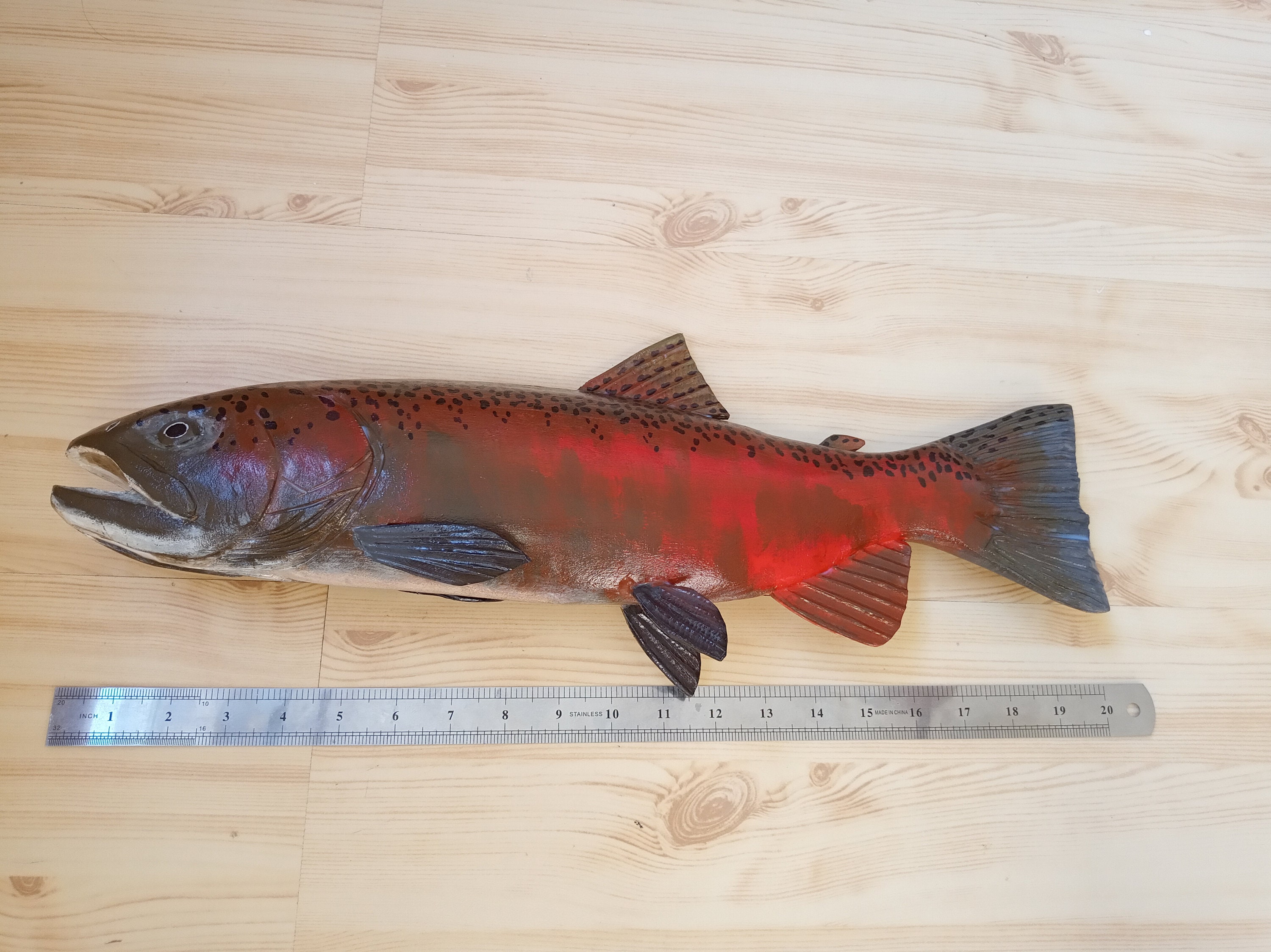 Spawning Female Coho Salmon, Oncorhynchus Kisutch,silver Salmon, 16-20 ...