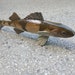 Golden Cod, Marblehead Cod, the Mascot of Marblehead, 26-30 Inches 3D ...
