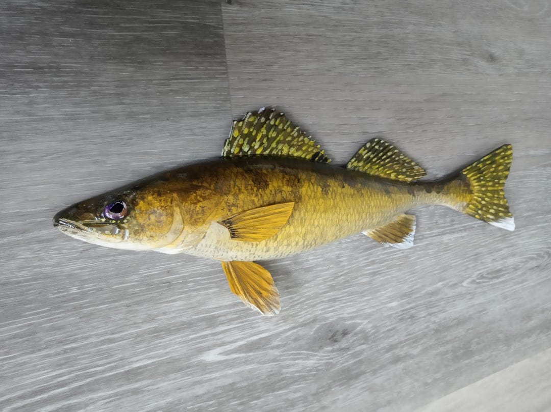 Walleye, Sander Vitreus, Yellow Walleye, 5-10 Inches 3D Wall Wooden ...