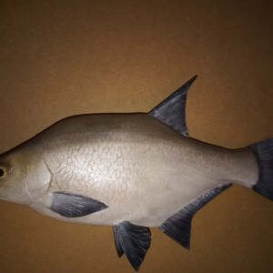 Halibut Fish Blank, 16-20 Inches 3D Wall Mounted Fish Blank, One Side ...