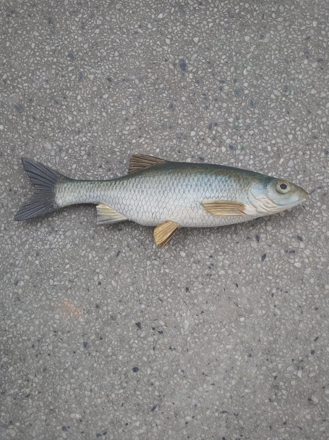 Common Nase, Chondrostoma Nasus, Sneep, 5-10 Inches 3D Wooden Fish ...