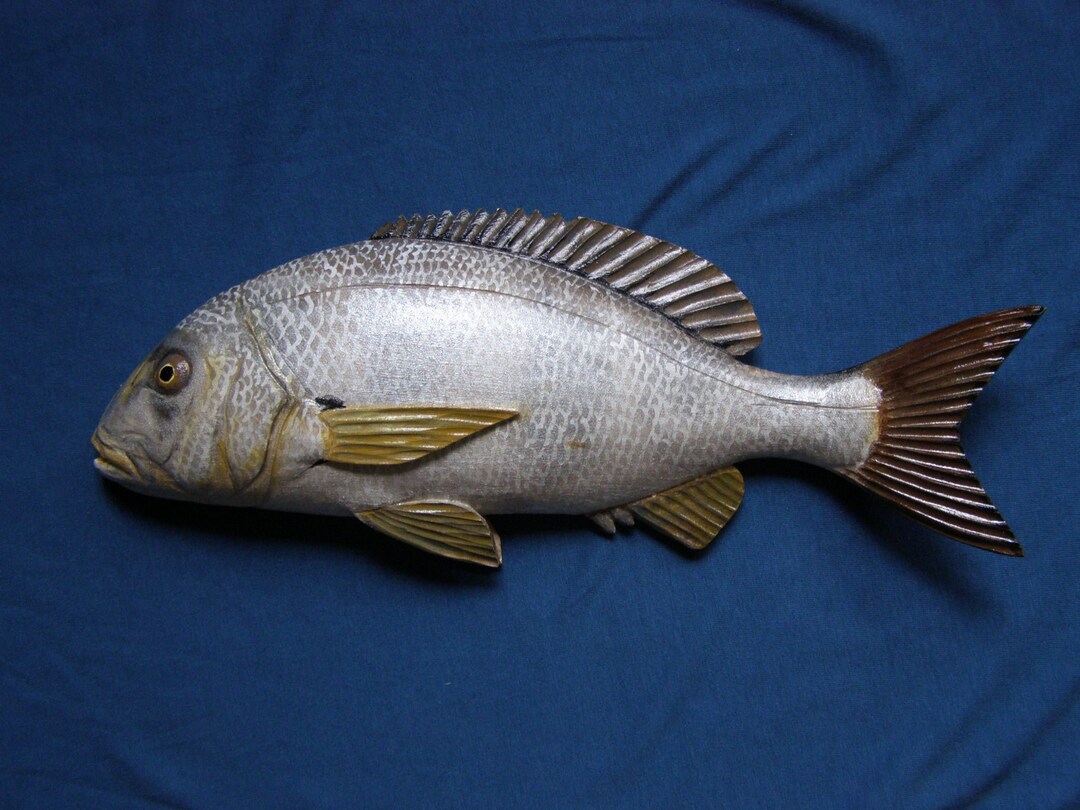 Common Dentex, Dentex Dentex, 11-15 Inches 3D Wooden Fish, Both Sides ...