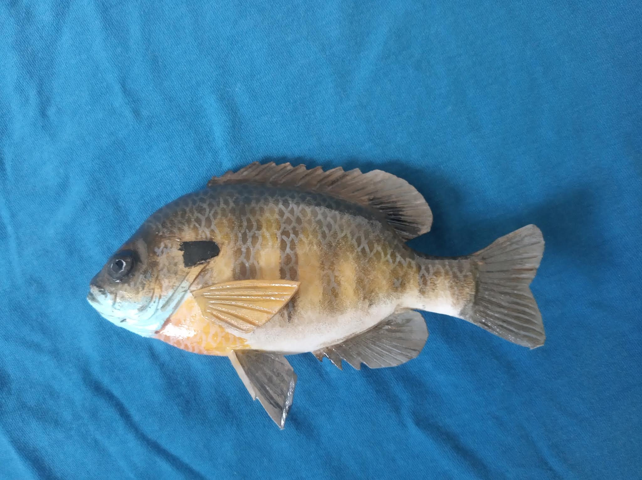 Male Bluegill, Lepomis Macrochirus, 5-10 Inches 3D Wooden Fish, Both ...