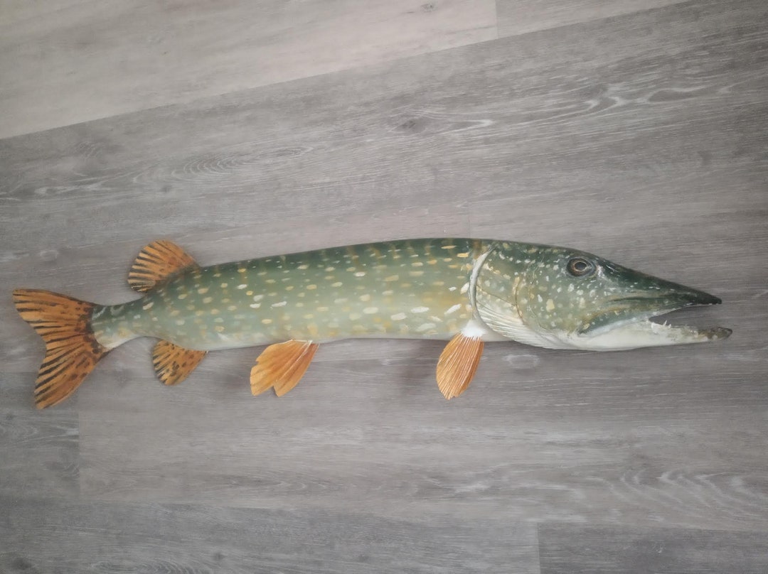 Northern Pike, Esox Lucius, Pike, 31-35 Inches 3D Wall Wooden Fish, One ...