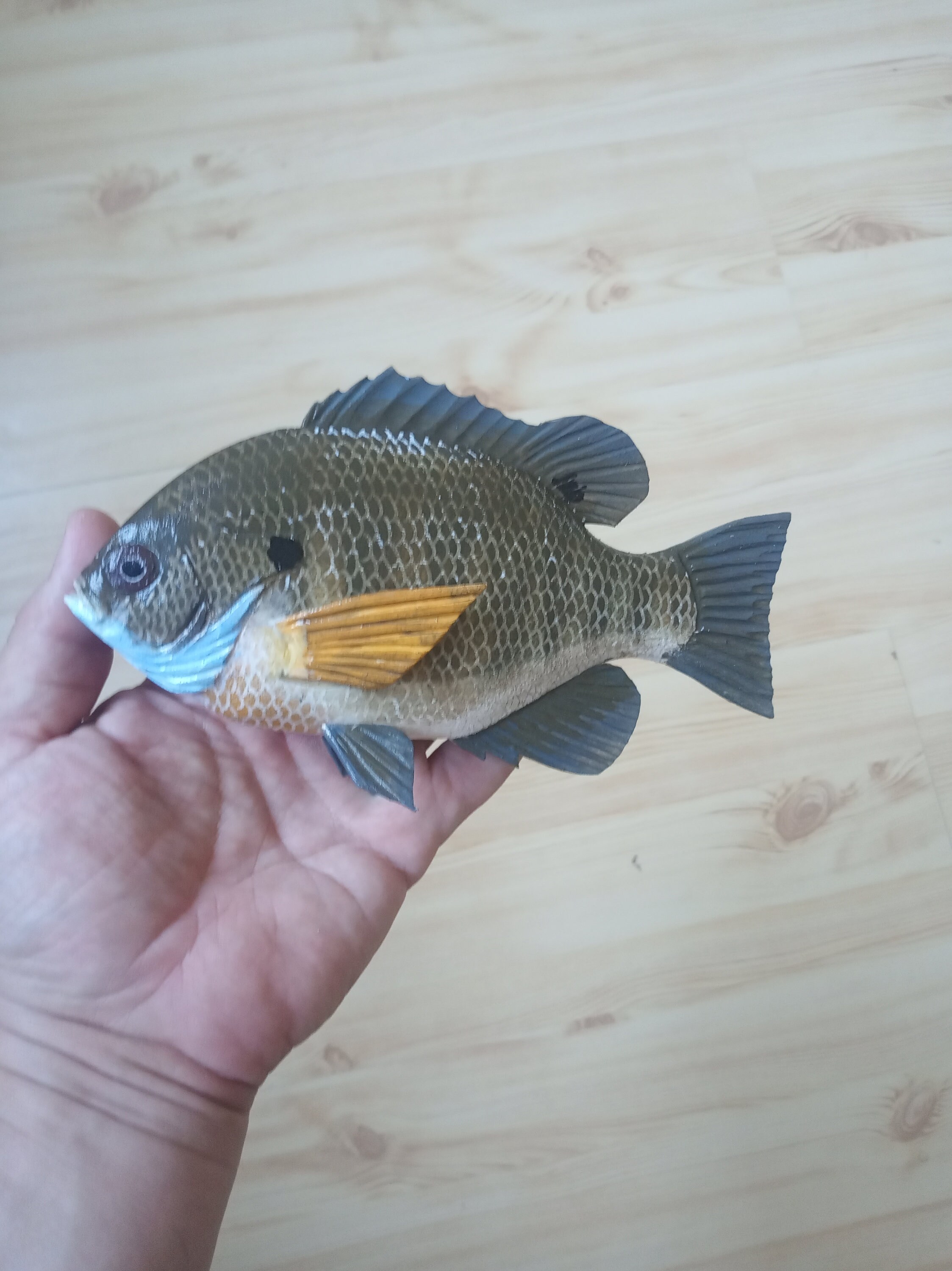Male Bluegill, Lepomis Macrochirus, 5-10 Inches 3D Wooden Fish, Both ...
