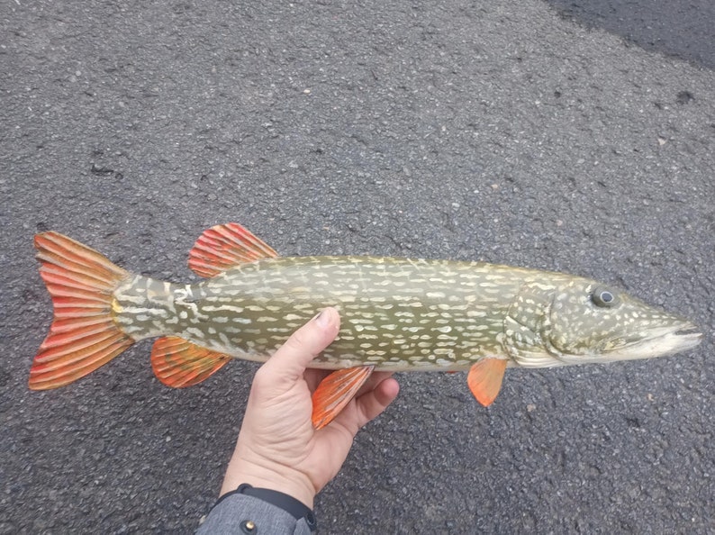 Northern Pike, Esox Lucius, Pike, 16-20 Inches 3D Wooden Fish, Both ...