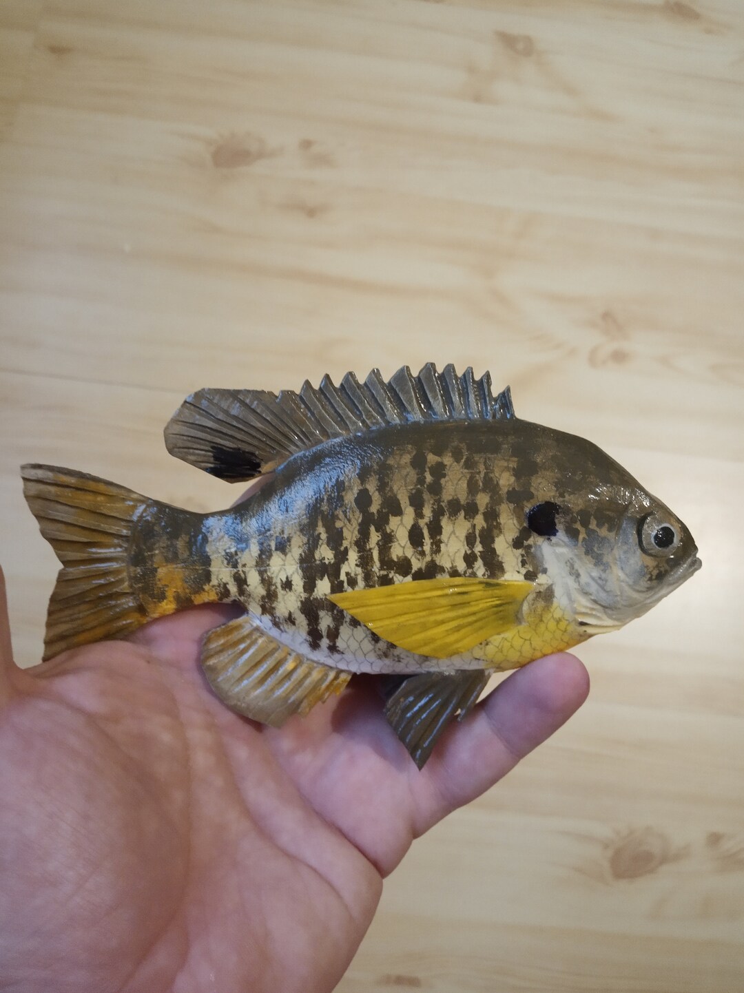 Female Bluegill, Lepomis Macrochirus, 5-10 Inches 3D Wooden Fish, Both ...