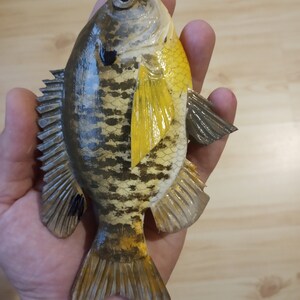 Female Bluegill, Lepomis Macrochirus, 5-10 Inches 3D Wooden Fish, Both ...