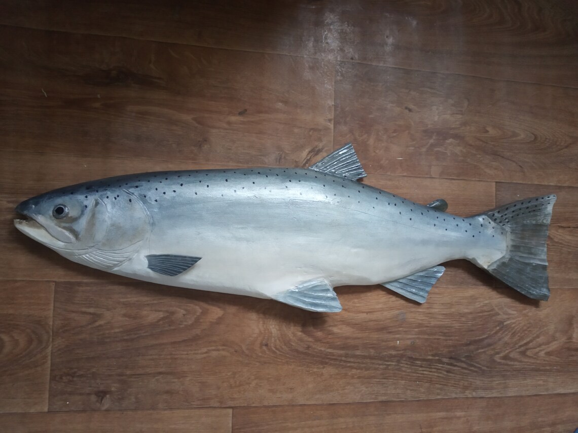 Silver Male Coho Salmon,oncorhynchus Kisutch,silver Salmon, 31-35 ...