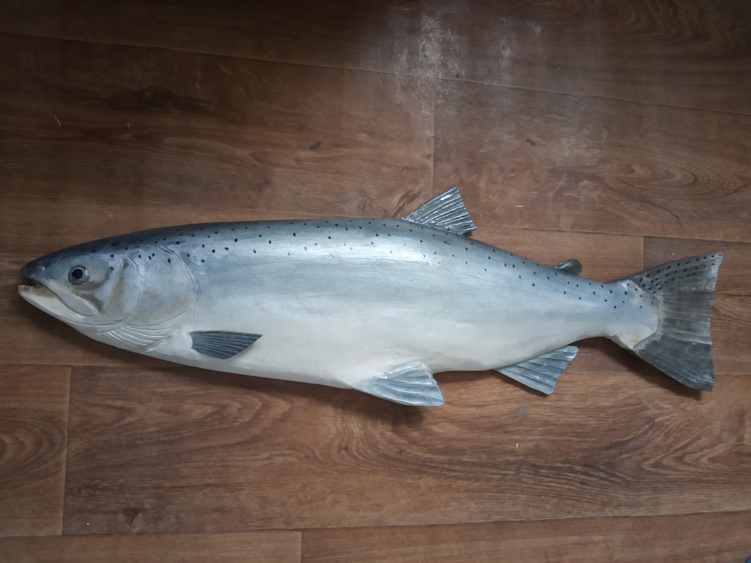 Silver Male Coho Salmon,oncorhynchus Kisutch,silver Salmon, 31-35 ...