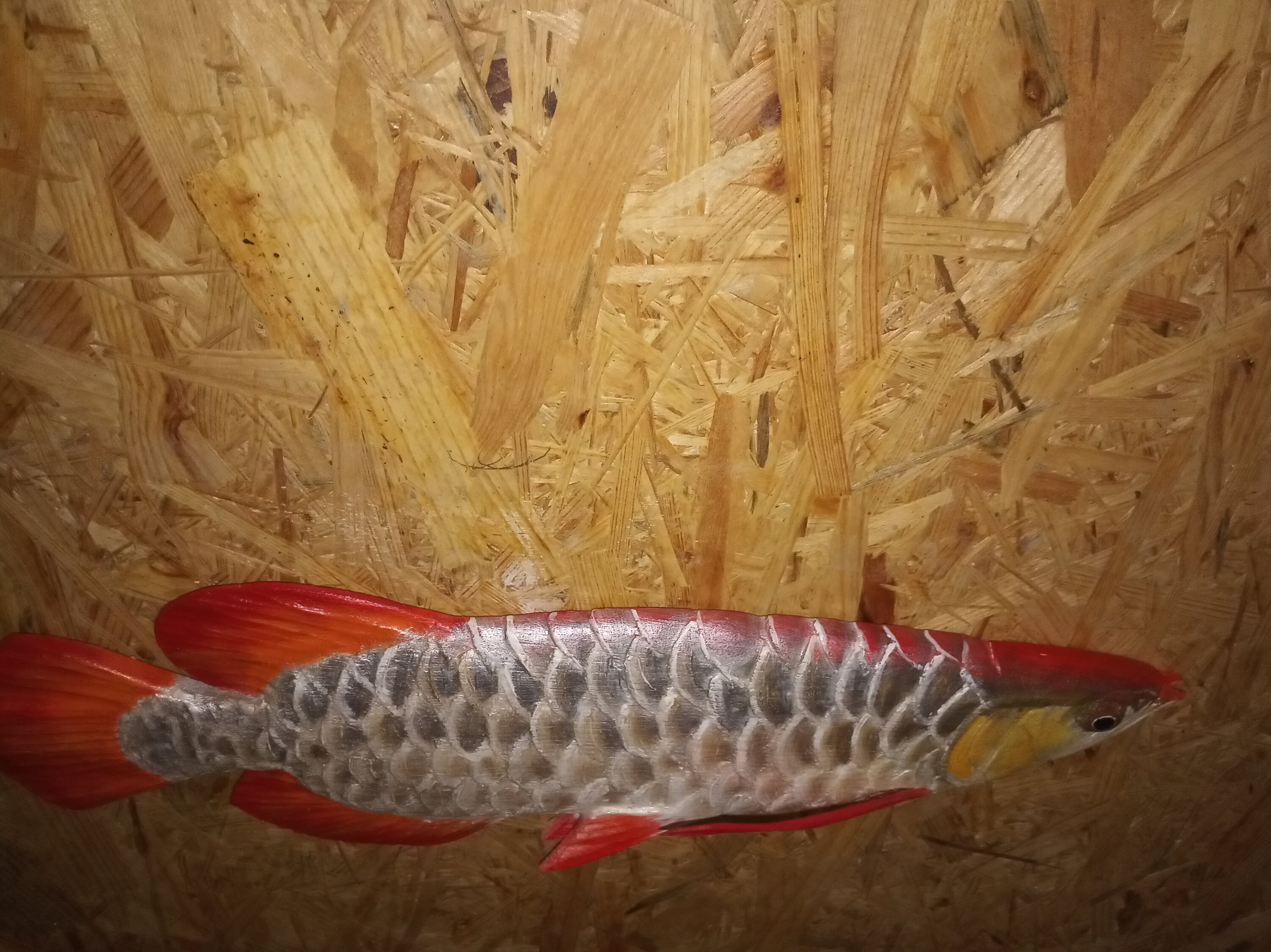 Asian Arowana, Asian Bonytongue, Scleropages Formosus, Golden Dragon ...