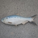 Golden Cod, Marblehead Cod, the Mascot of Marblehead, 11-15 Inches 3D ...